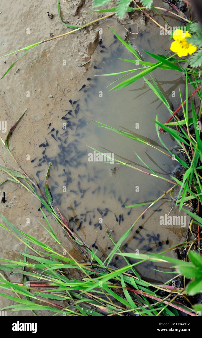 natterjack toad, natterjack, British toad (Bufo calamita), tadpoles ...