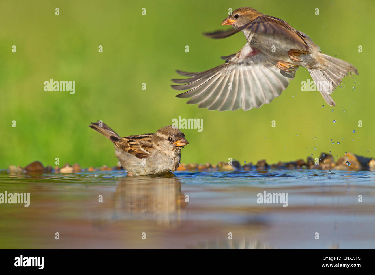 Two female sparrows hi-res stock photography and images - Alamy