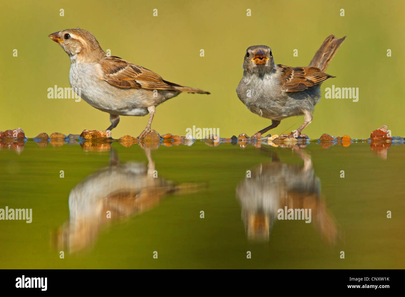 Two female sparrows hi-res stock photography and images - Alamy