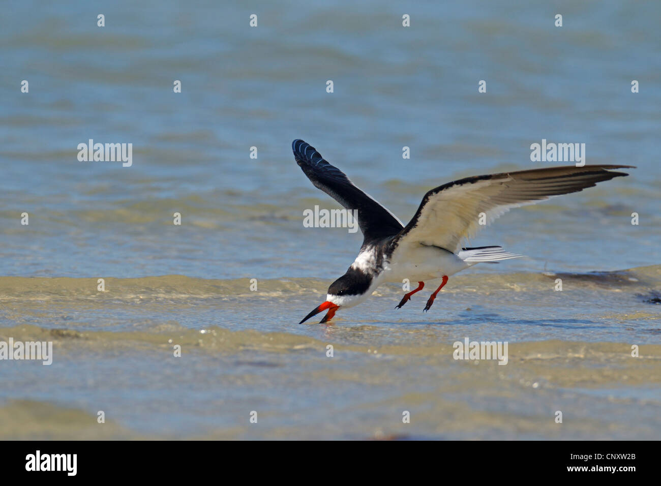 black skimmer (Rynchops niger), fishing in the surf while flying over ...