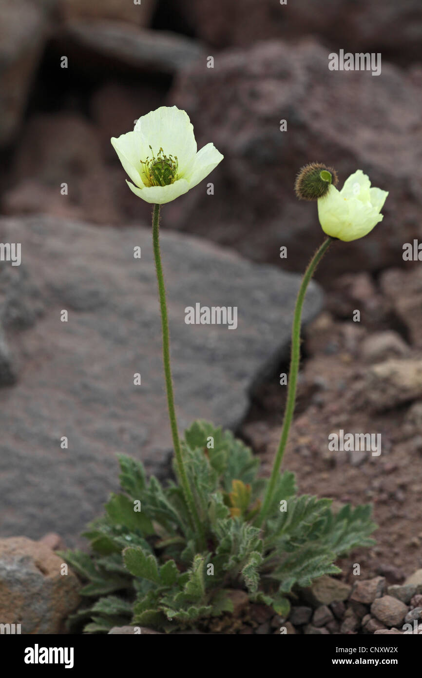 rooted poppy (Papaver radicatum), blooming, Iceland, Latrabjarg Stock ...