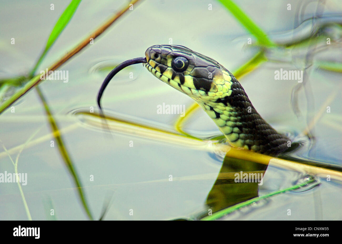 Water snake poking its head out of the water hi-res stock photography ...