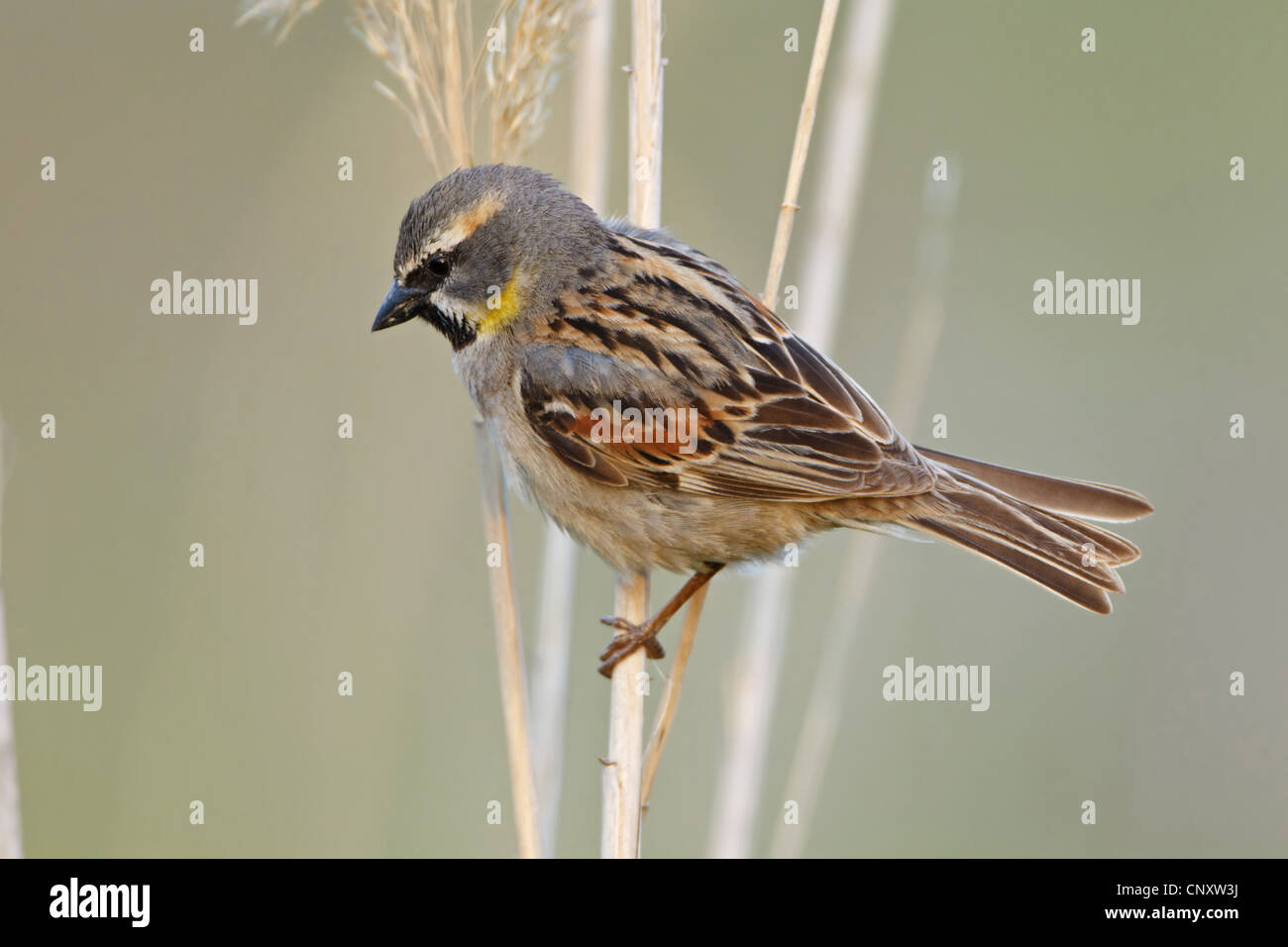 Passer moabiticus hi-res stock photography and images - Alamy