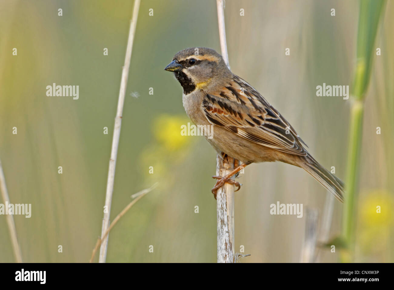 Dead sea sparrow hi-res stock photography and images - Alamy