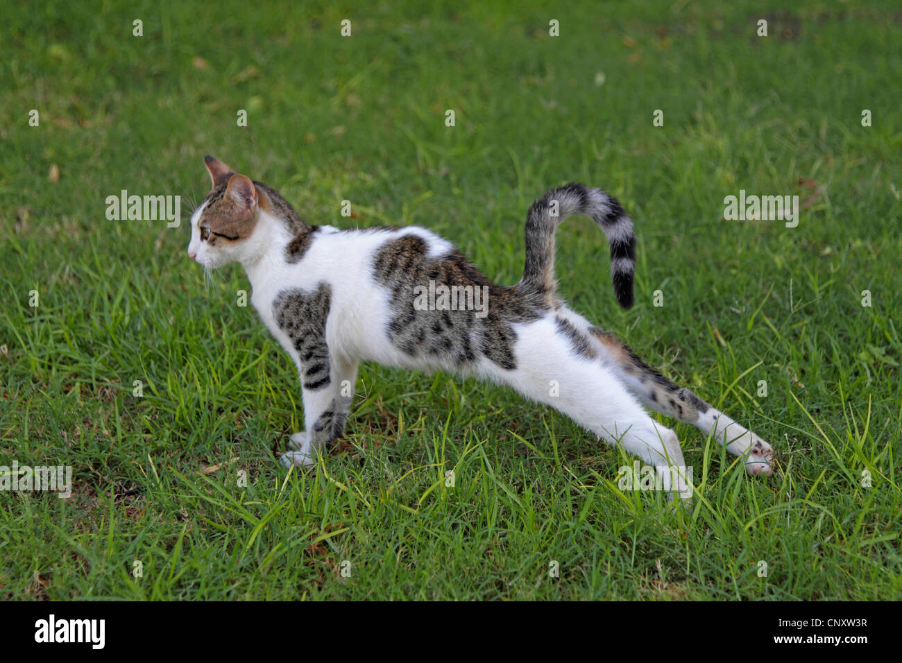 Grey cat stretching hi-res stock photography and images - Alamy