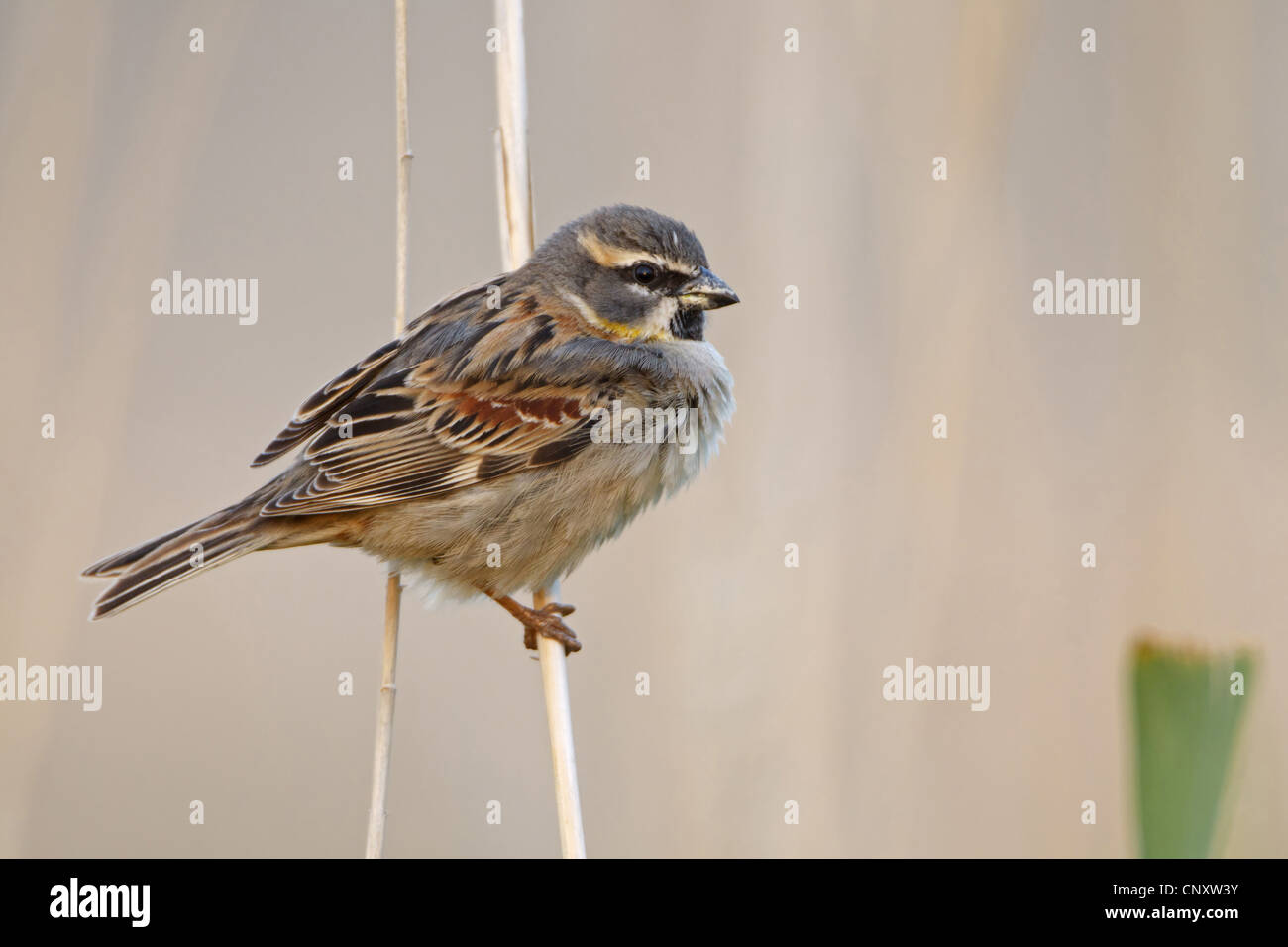 Dead sea sparrow hi-res stock photography and images - Alamy