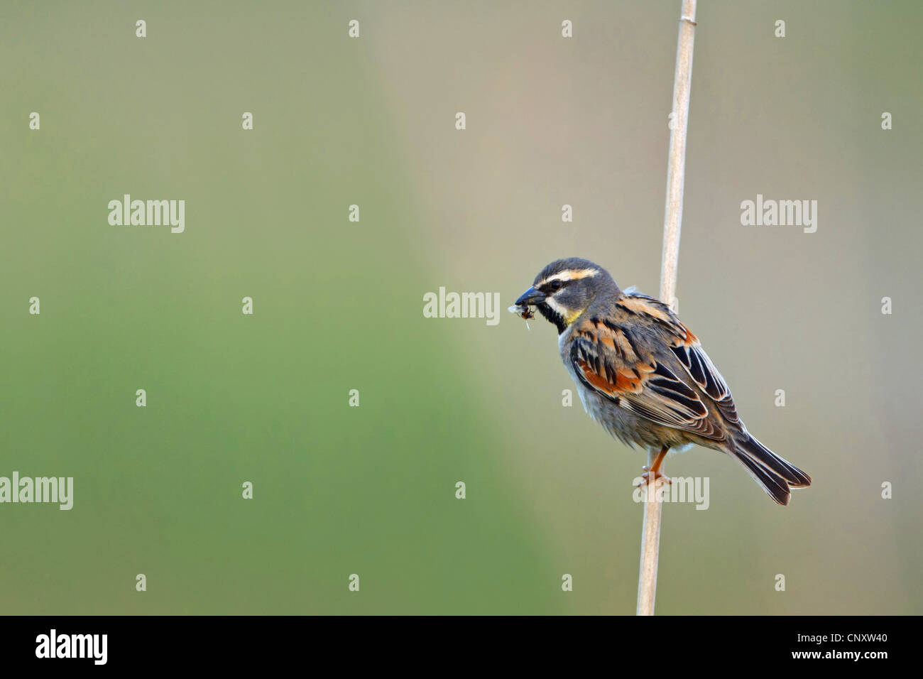 Sitting at a halm with food in the beak hi-res stock photography and ...