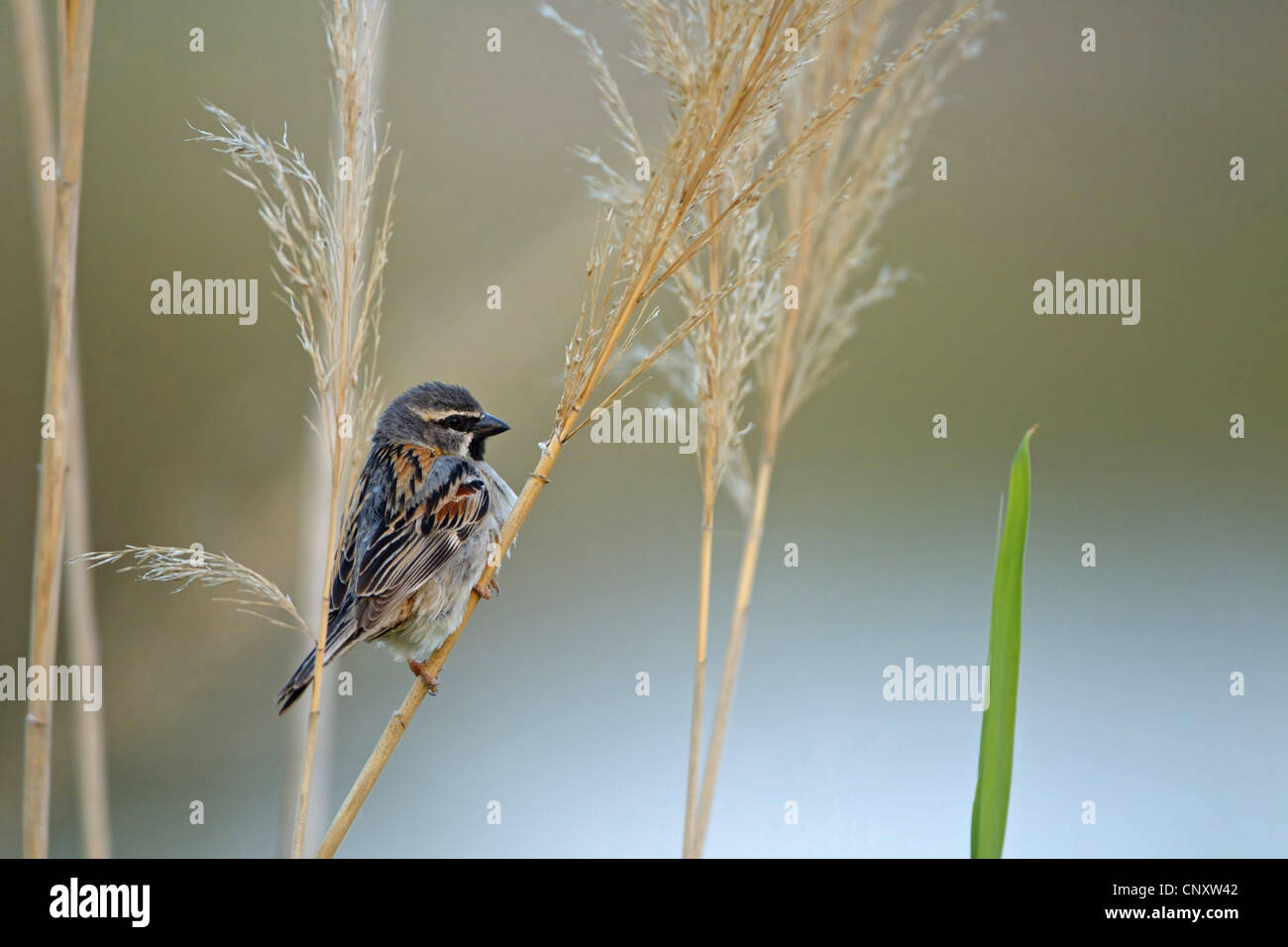Passer moabiticus hi-res stock photography and images - Alamy