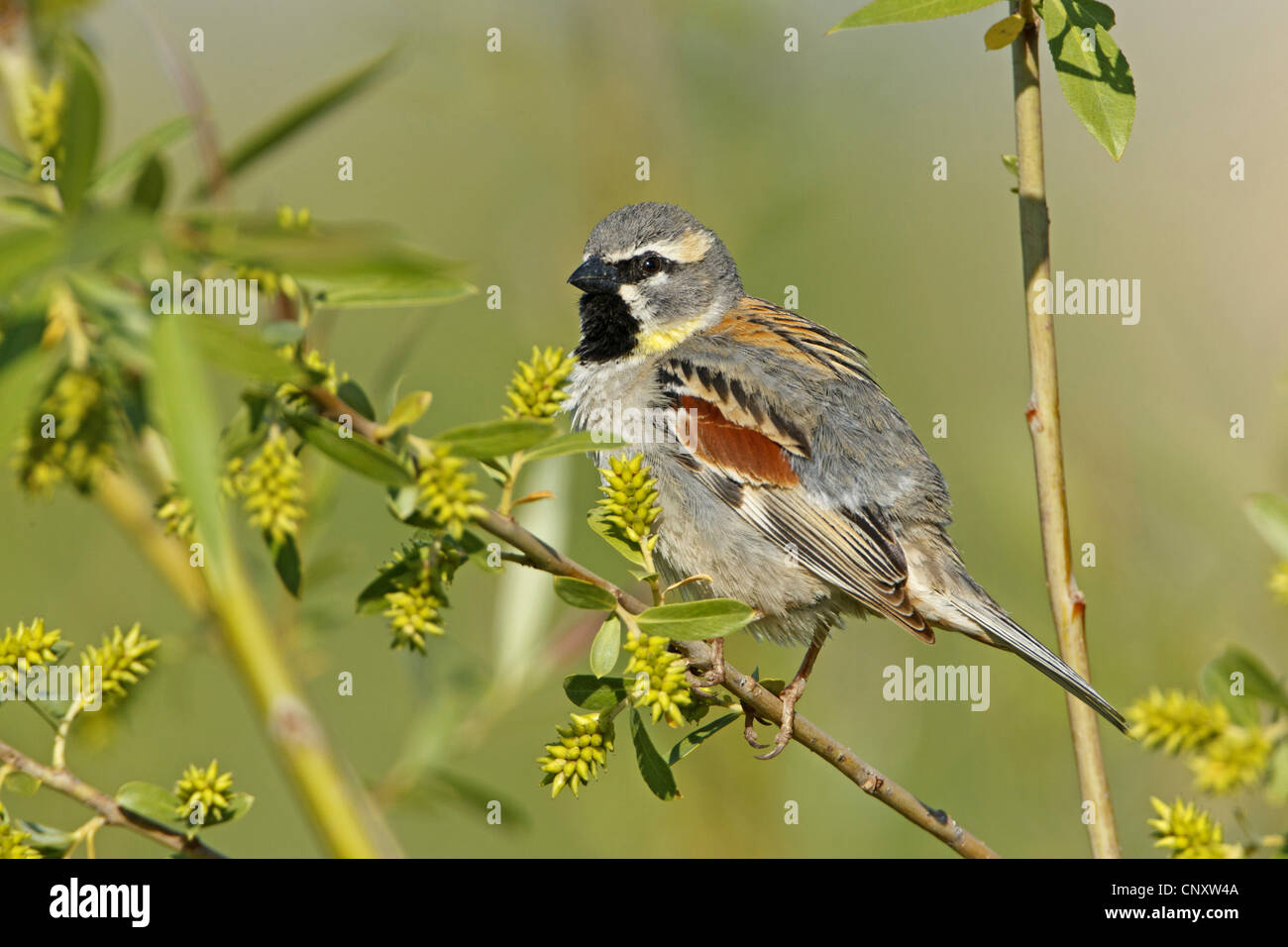 Dead sea sparrows hi-res stock photography and images - Alamy