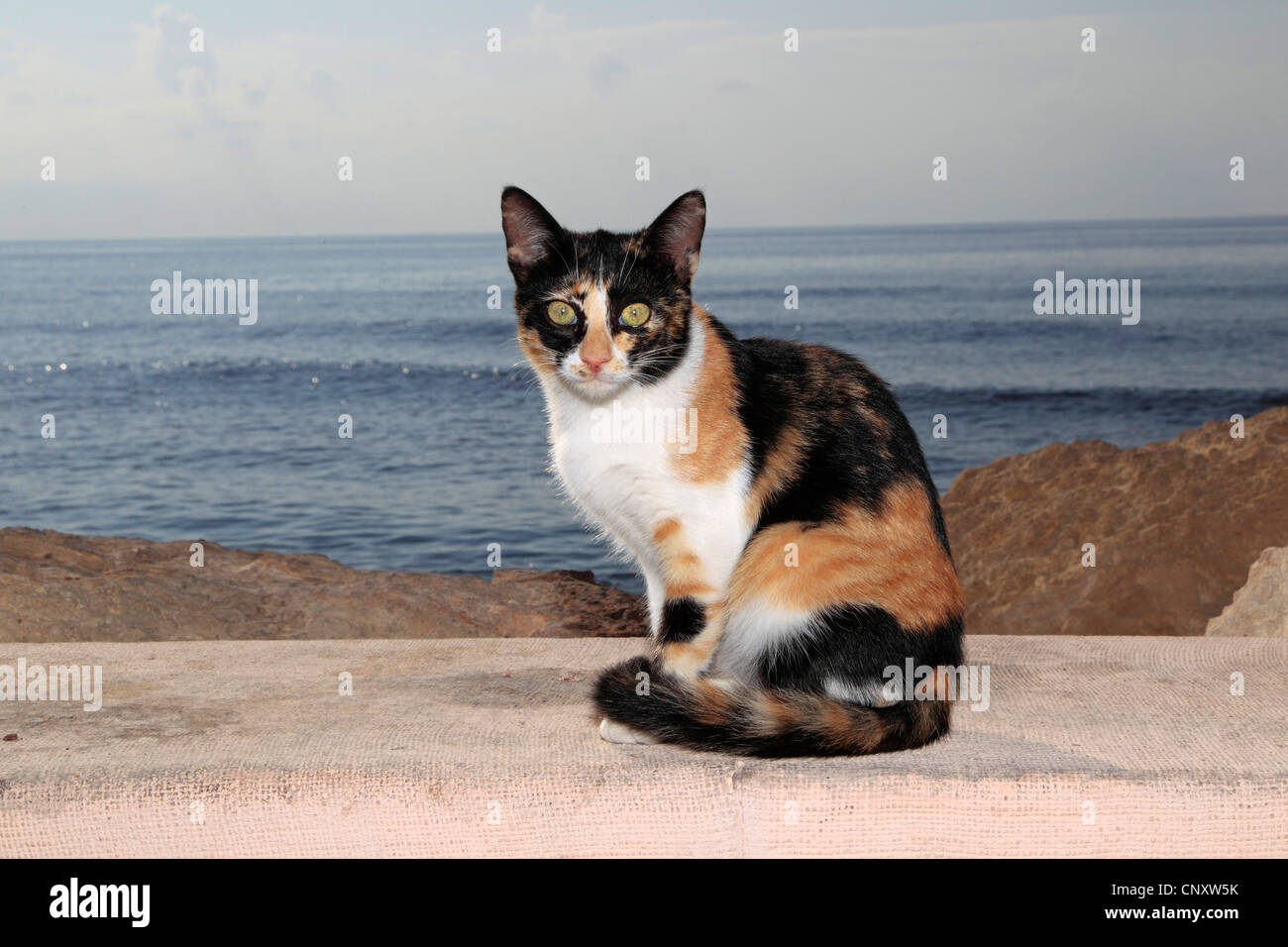 domestic cat, house cat (Felis silvestris f. catus), sitting on wall ...