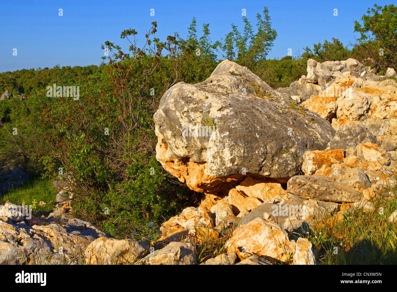 eastern rock nuthatch (Sitta tephronota), biotope, rocks and shrubs ...