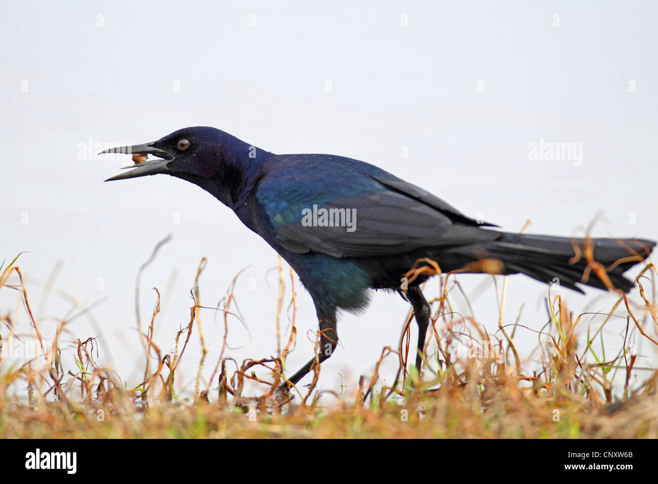 boat-tailed grackle (Quiscalus major), eating an apple snail, USA ...