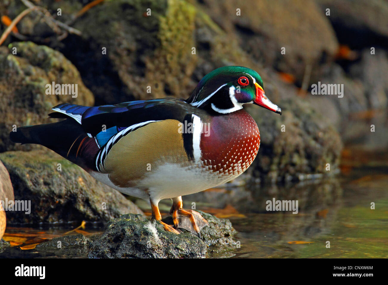 wood duck (Aix sponsa), male on the shore, USA, Florida, Homosassa ...