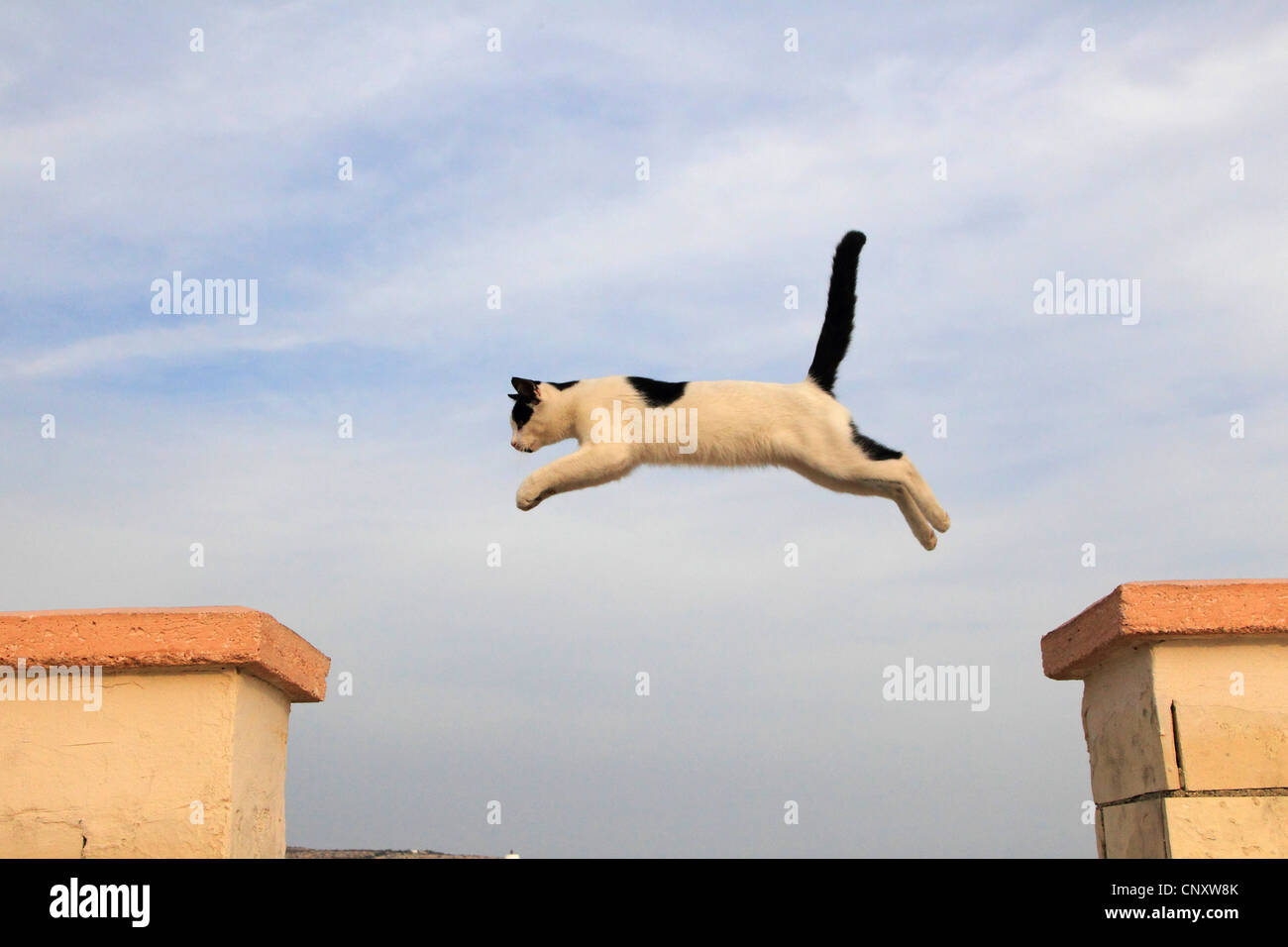 domestic cat, house cat (Felis silvestris f. catus), jumping Stock ...
