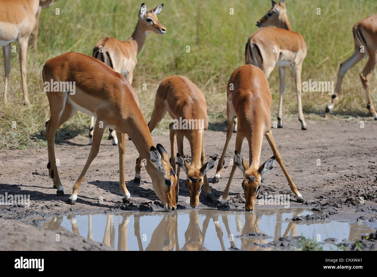East africa water hole hi-res stock photography and images - Alamy