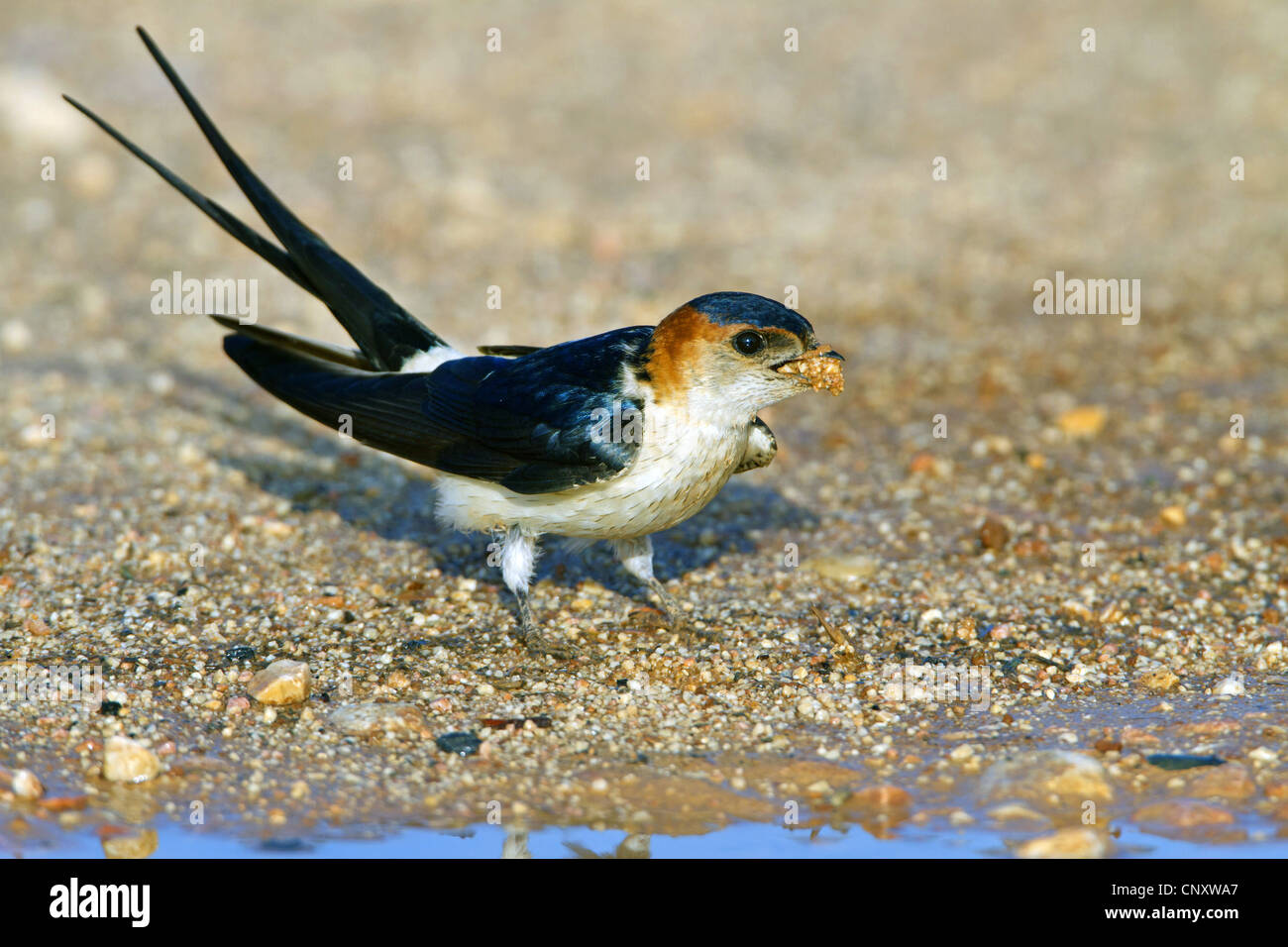 red-rumped swallow (Hirundo daurica), collecting nesting material ...