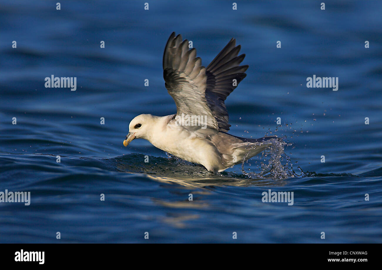 northern fulmar (Fulmarus glacialis), taking off from water surface ...