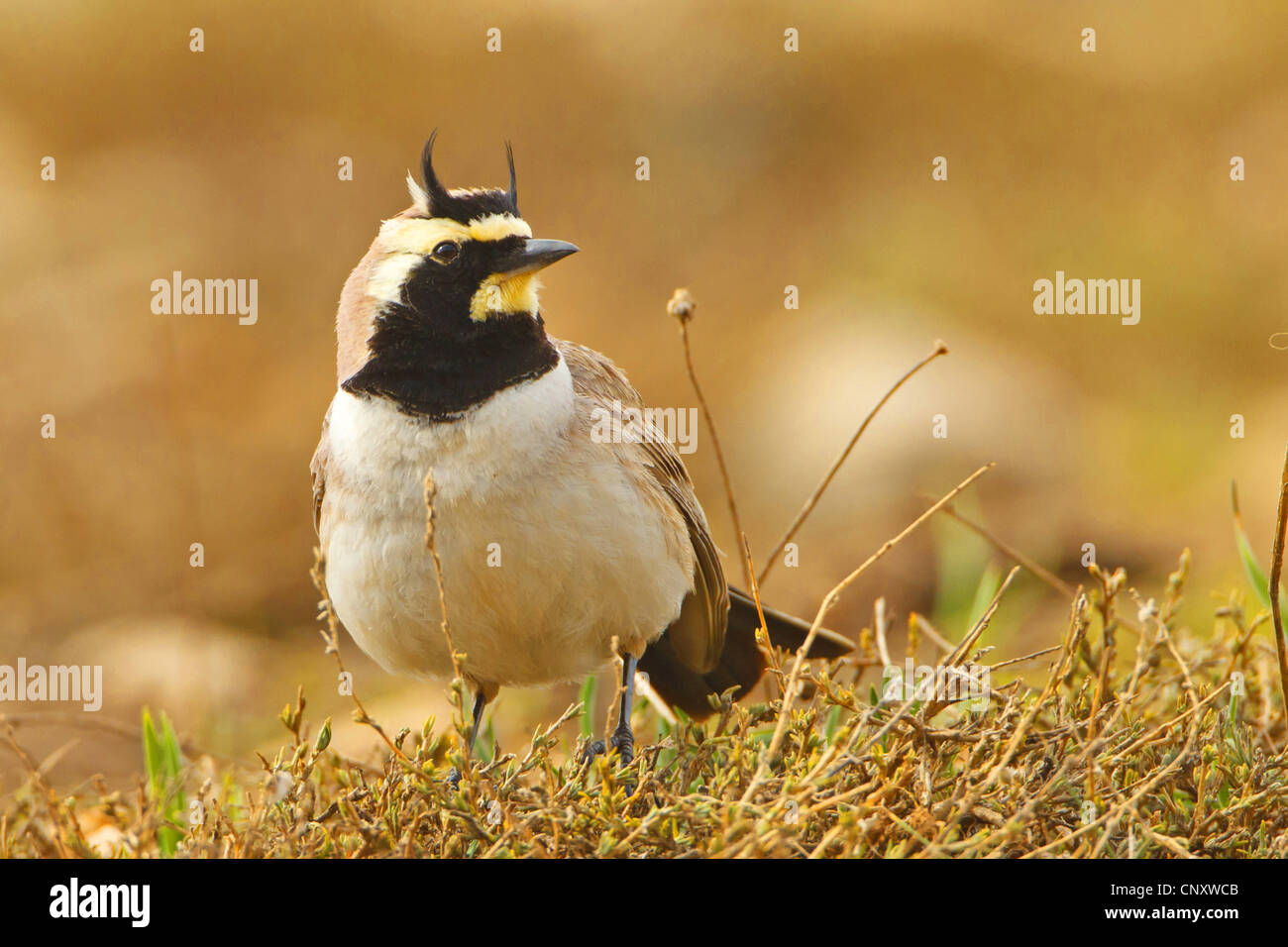 shore horned lark (Eremophila alpestris, Eremophila alpestris ...