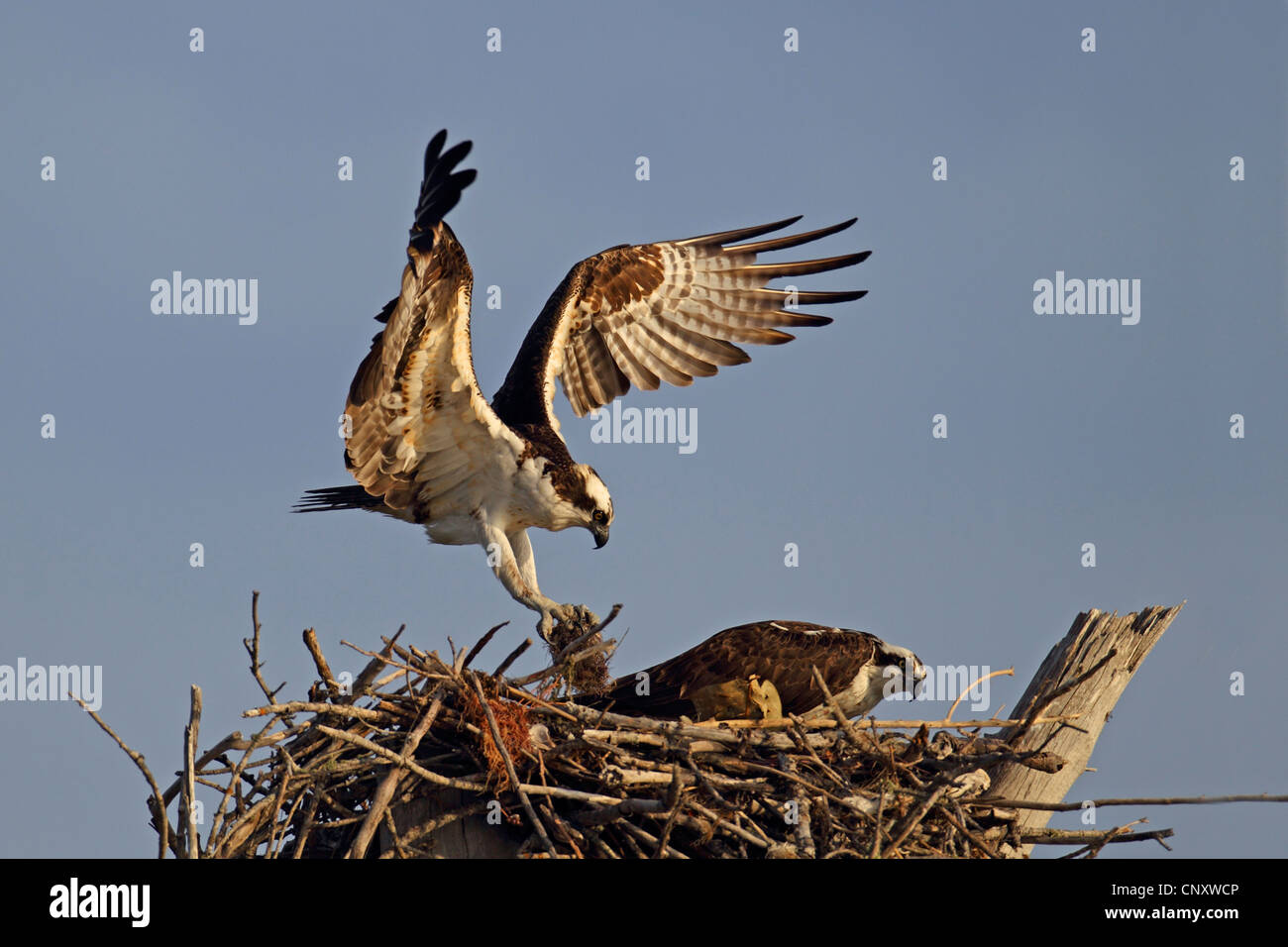 Hawk building nest hi-res stock photography and images - Alamy