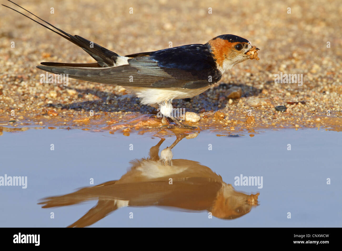 red-rumped swallow (Hirundo daurica), collecting nesting material ...