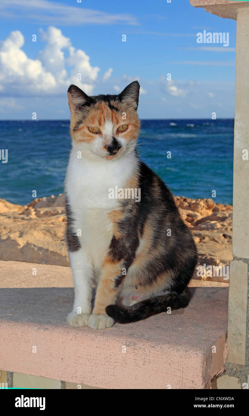 domestic cat, house cat (Felis silvestris f. catus), sitting on a wall ...