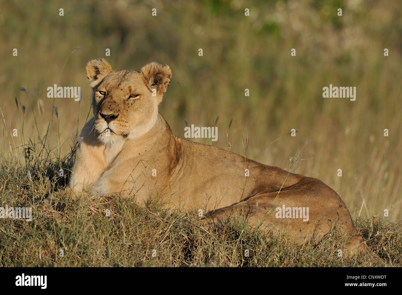 East African lion - Massai lion (Panthera leo nubica) female laying in ...