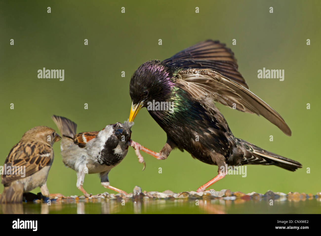 Starlings and sparrows hi-res stock photography and images - Alamy