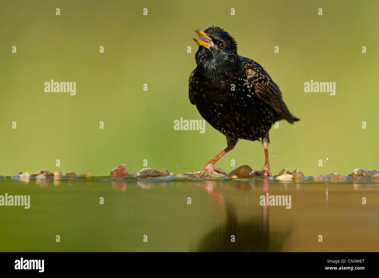 common starling (Sturnus vulgaris), drinking at birth bad, Germany ...