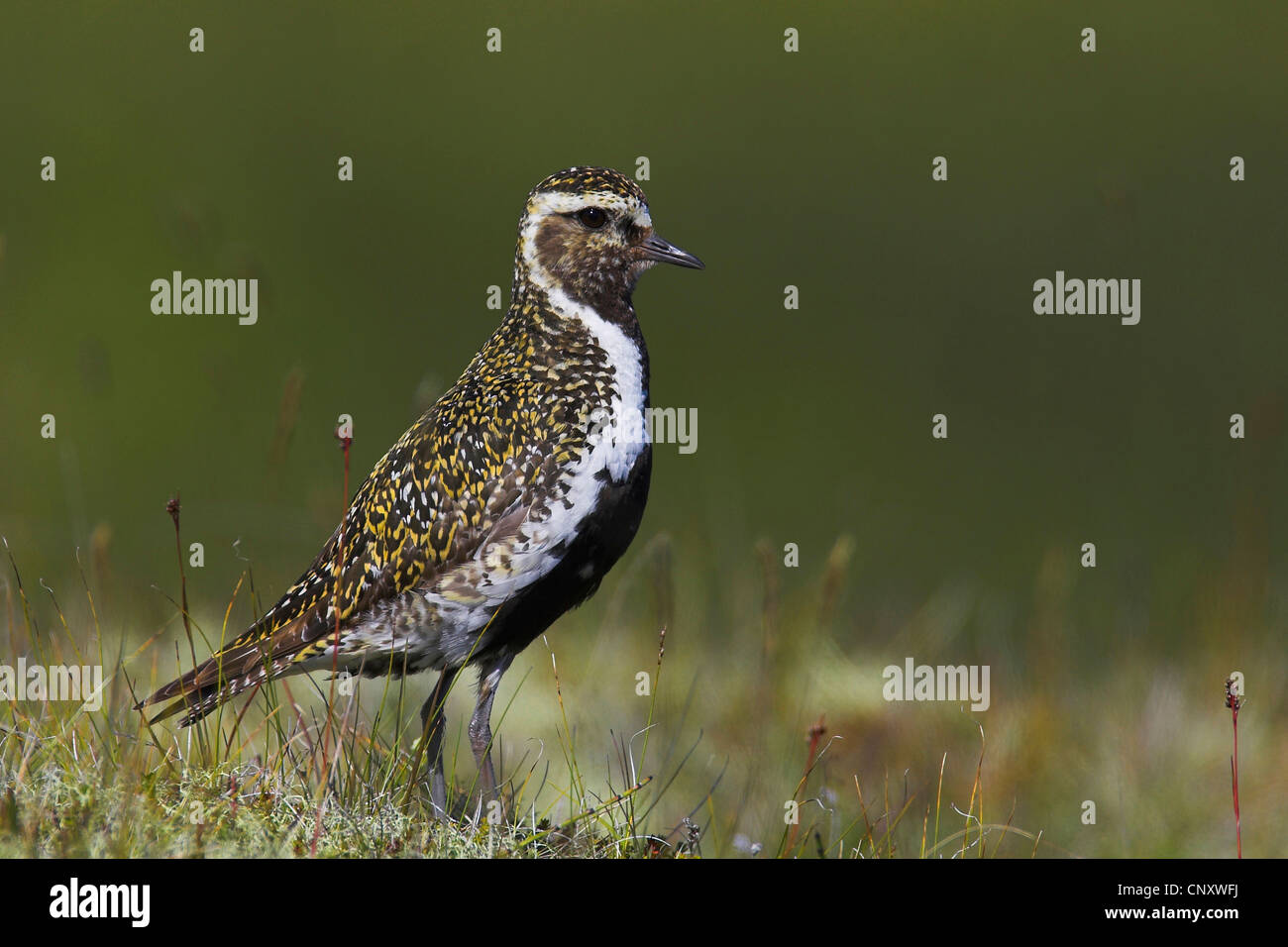 European golden plover (Pluvialis apricaria), sitting on the ground ...