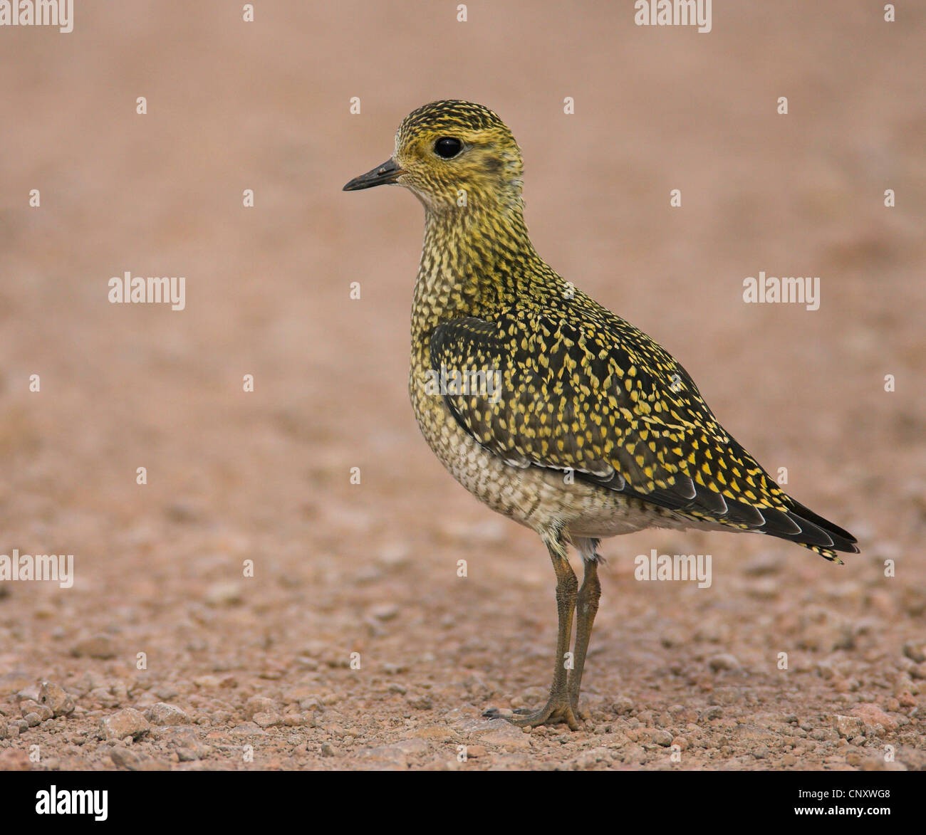 European golden plover (Pluvialis apricaria), in winter plumage ...