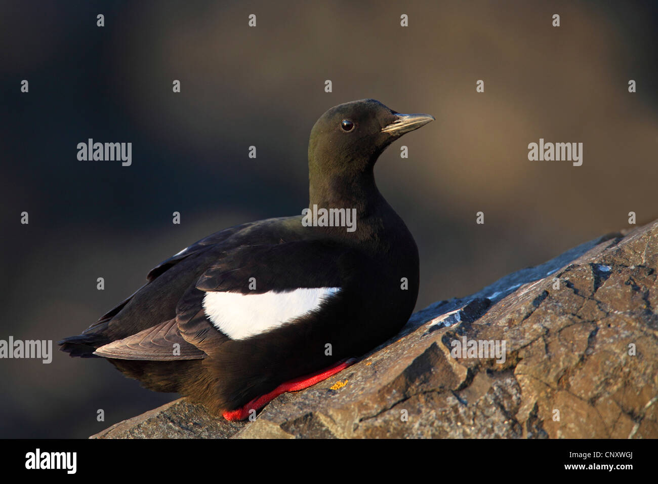 black guillemot (Cepphus grylle), resting on a rock, Iceland, Flatey ...