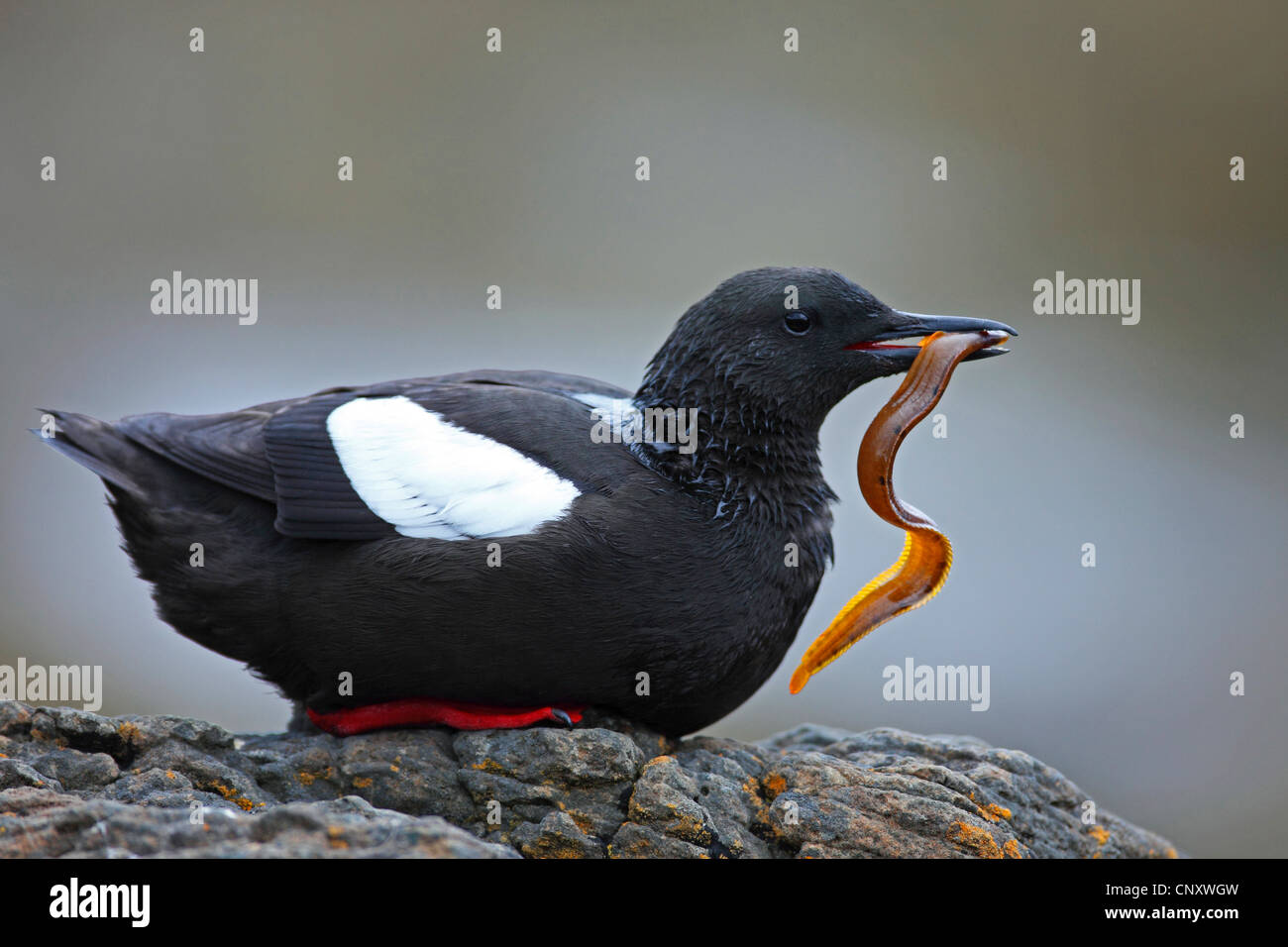 Black guillemot hi-res stock photography and images - Alamy