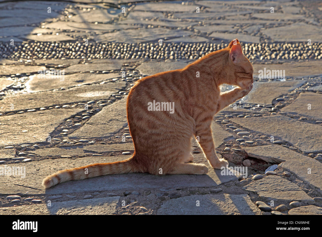 Felis silvestris catus in wild hi-res stock photography and images - Alamy
