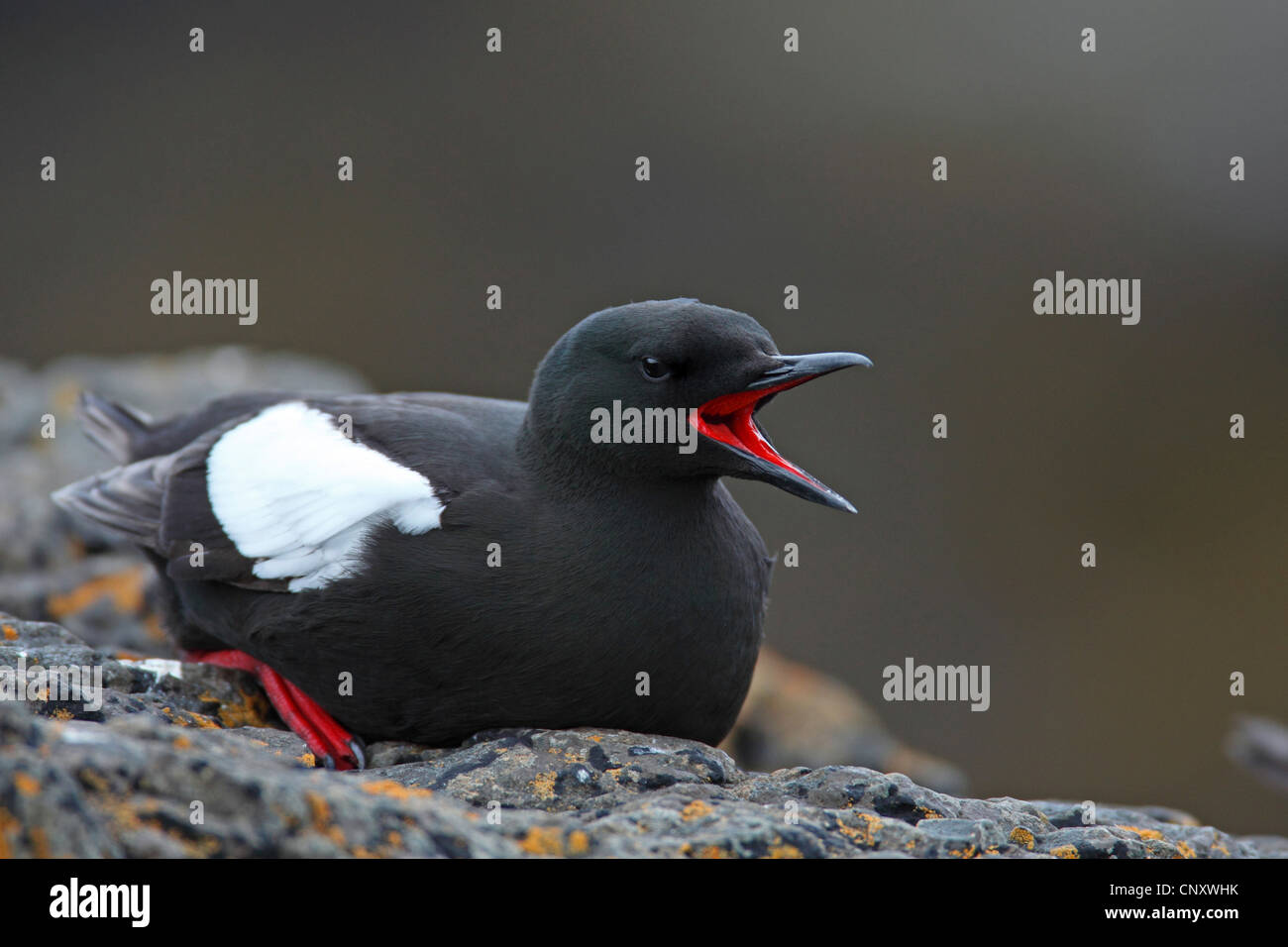 Cepphus grylle hi-res stock photography and images - Alamy