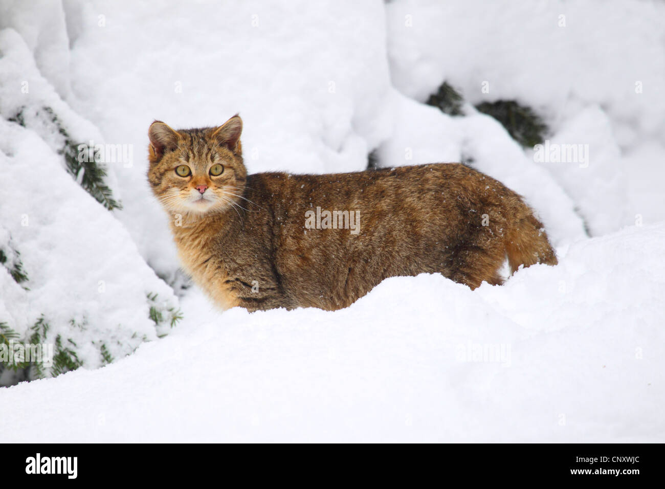 European wildcat, forest wildcat (Felis silvestris silvestris), in the ...