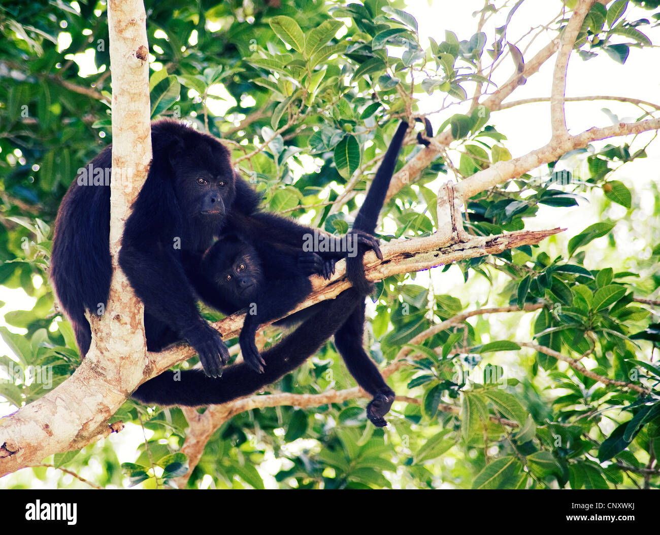 Howler monkeys guatemala hi-res stock photography and images - Alamy
