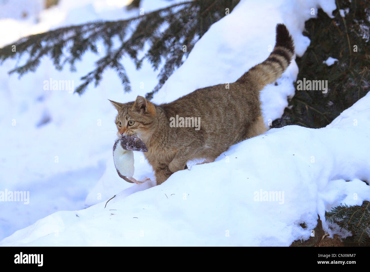 European wildcat, forest wildcat (Felis silvestris silvestris), Wildcat ...