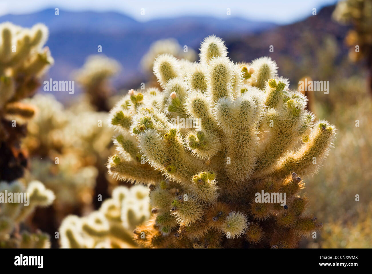 Teddy-bear cholla, Jumping Cholla, Silver cholla (Opuntia bigelovii ...