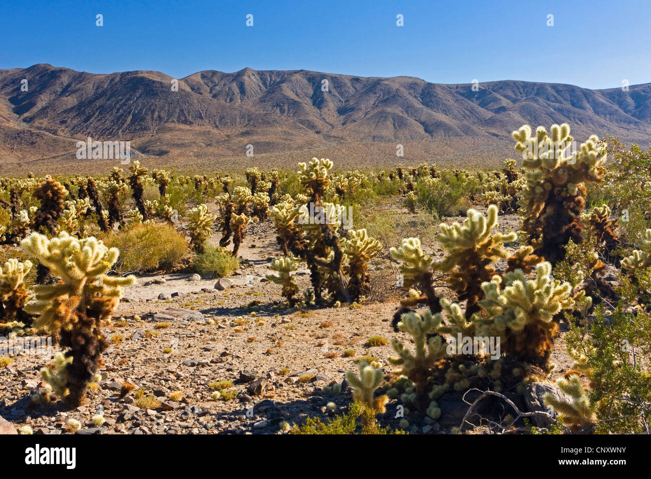 Teddy-bear cholla, Jumping Cholla, Silver cholla (Opuntia bigelovii ...