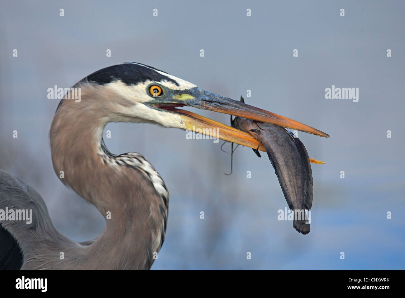 great blue heron (Ardea herodias), with fish in its beak, USA, Florida ...