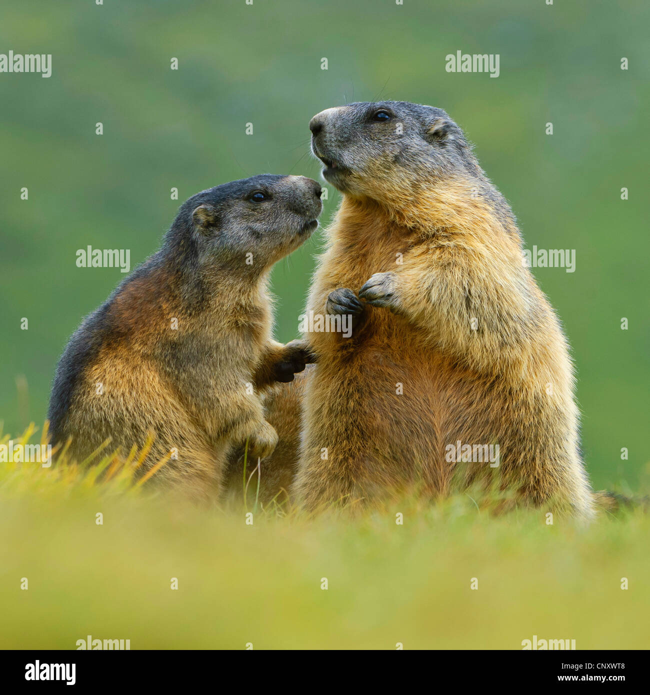 alpine marmot (Marmota marmota), two individuals sniffing at each other, Austria, Hohe Tauern ...