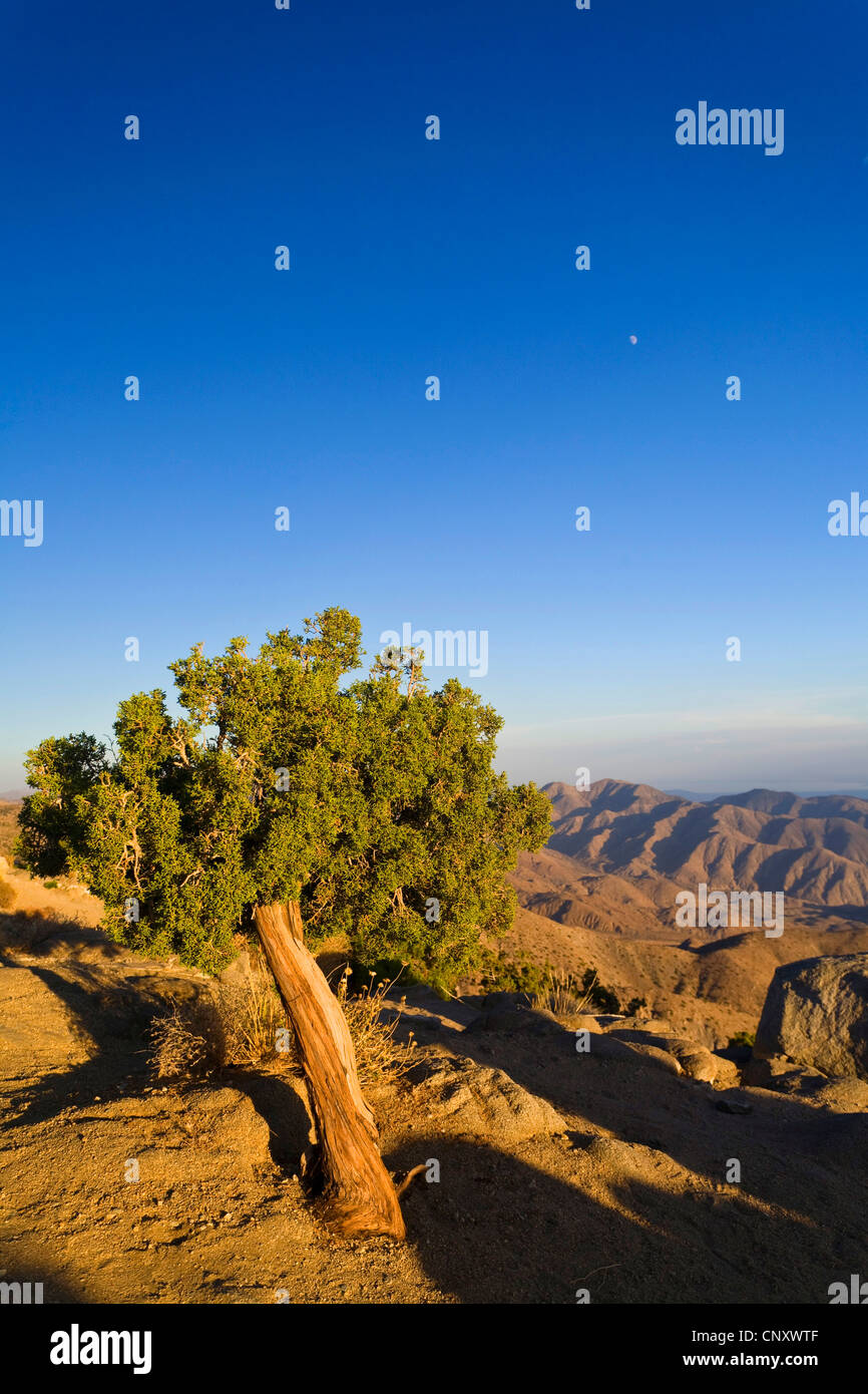 California Juniper (Juniperus californica), at the edge of a slope, USA ...