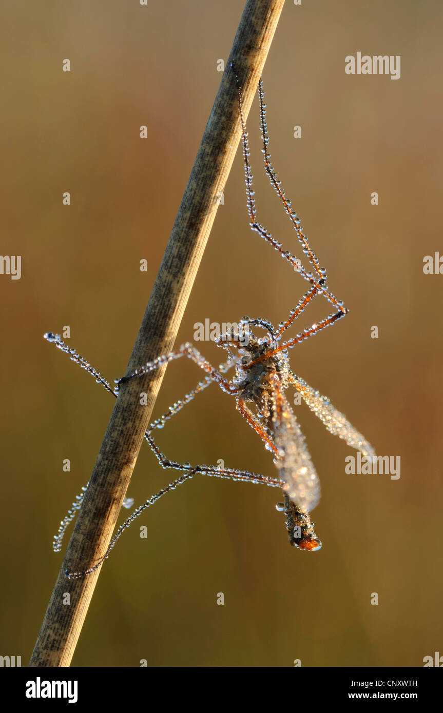 Crane flies in morning dew hi-res stock photography and images - Alamy