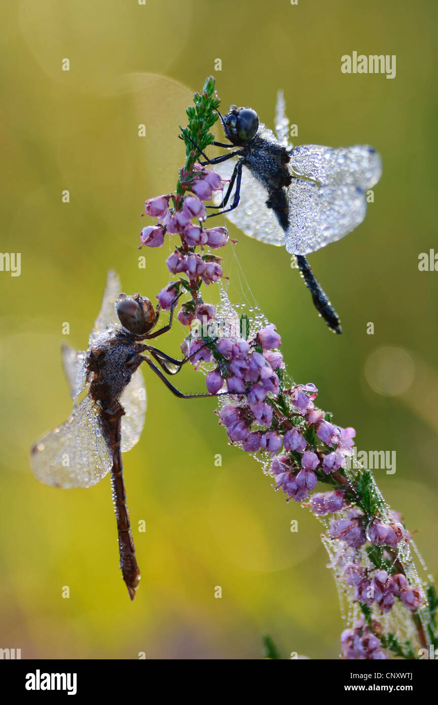 black sympetrum (Sympetrum danae), two animals sitting at blooming ...