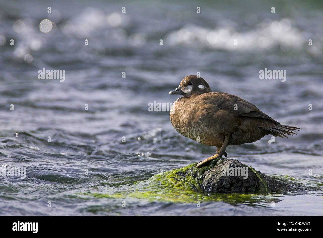 harlequin duck (Histrionicus histrionicus), female on a rock in the sea ...