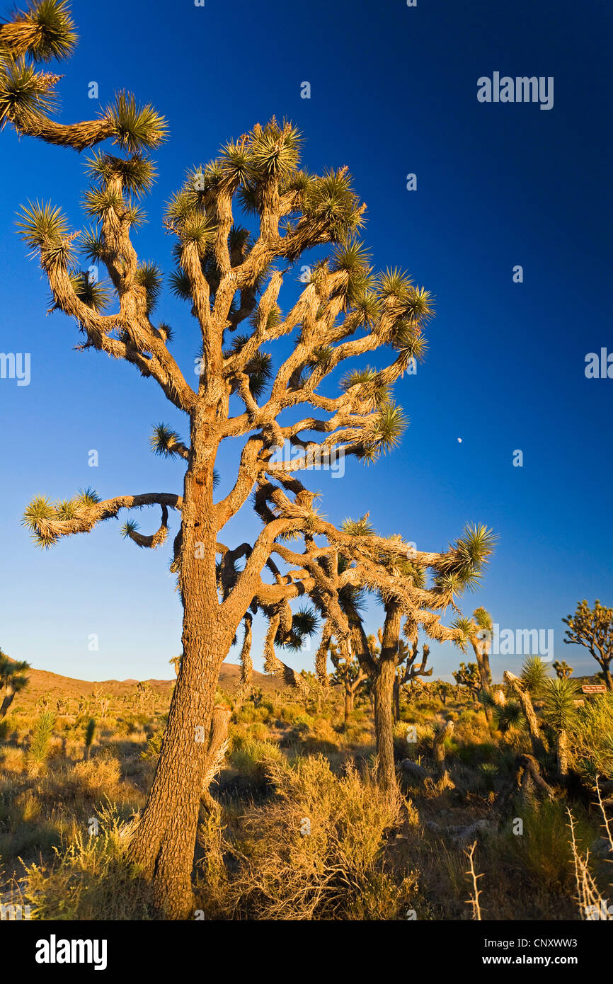 joshua tree (Yucca brevifolia), in evening light, USA, California ...