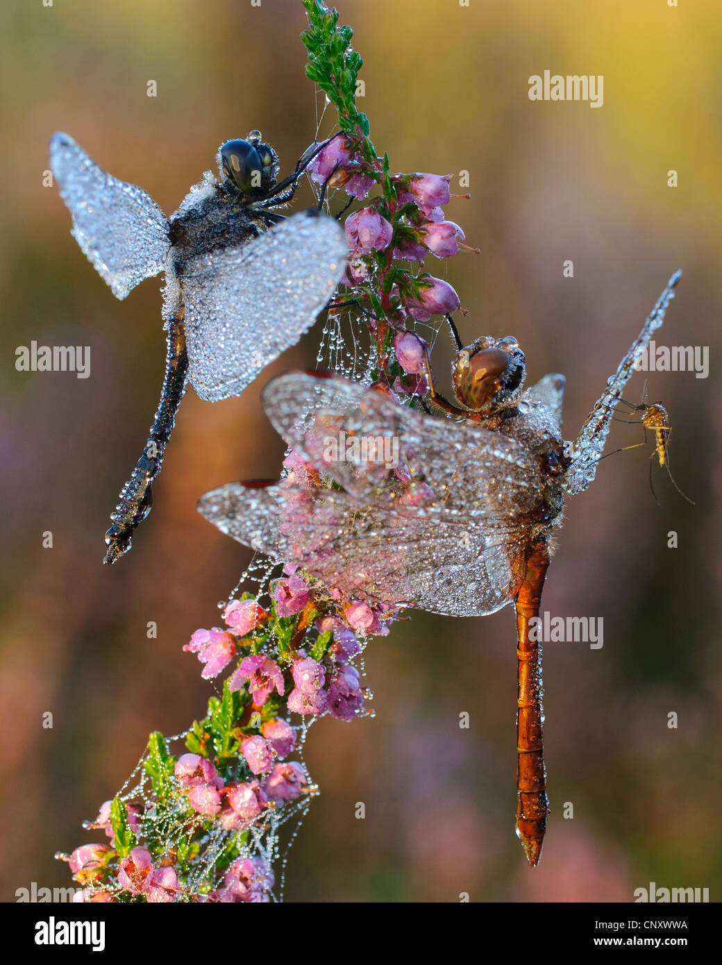 black sympetrum (Sympetrum danae), two animals sitting at blooming ...