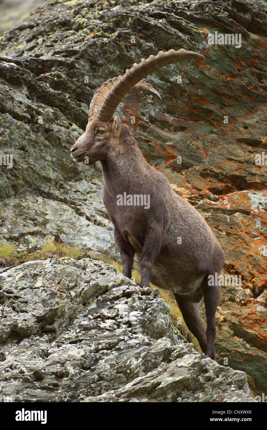 alpine ibex (Capra ibex), billy goat standing in a rock wall, Austria ...