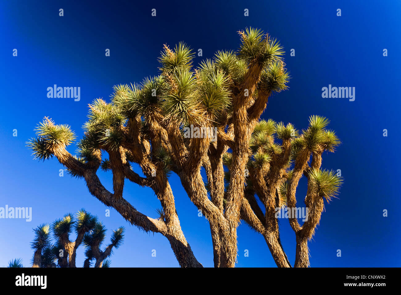 California native succulents hi-res stock photography and images - Alamy