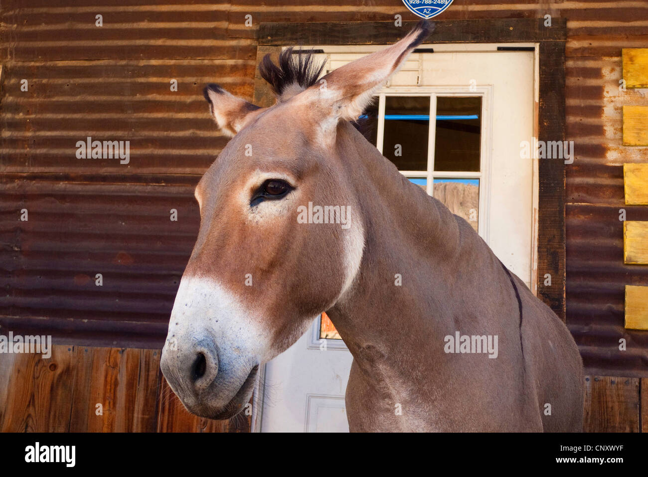 Oatman donkeys hi-res stock photography and images - Alamy